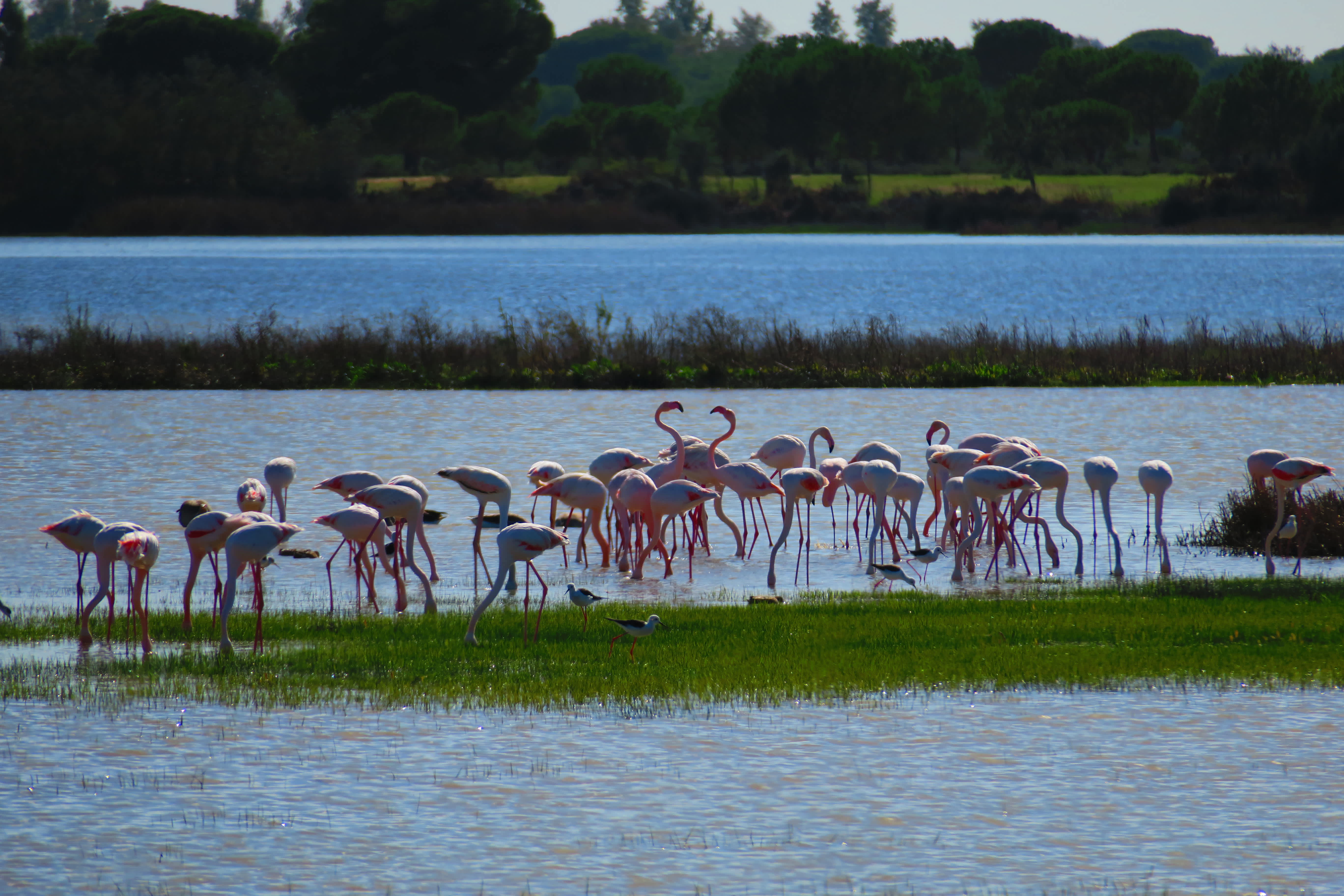 The Story Behind Migration | Splice